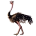 Ostrich | Mafia Wars Wiki | Fandom