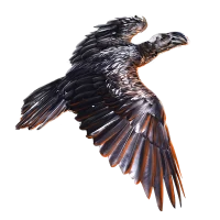 Thick-billed Raven | Mafia Wars Wiki | Fandom