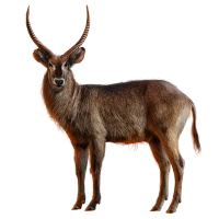 Waterbuck | Mafia Wars Wiki | Fandom