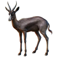 Black Springbok | Mafia Wars Wiki | Fandom