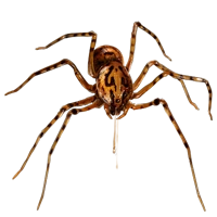 Spitting Spider | Mafia Wars Wiki | Fandom