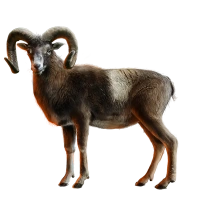 Argali | Mafia Wars Wiki | Fandom