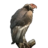 Condor | Mafia Wars Wiki | Fandom