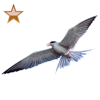 Category:Bird | Mafia Wars Wiki | Fandom