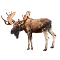 Moose | Mafia Wars Wiki | Fandom