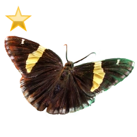 Golden-banded Butterfly | Mafia Wars Wiki | Fandom