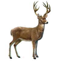 Mule Deer | Mafia Wars Wiki | Fandom