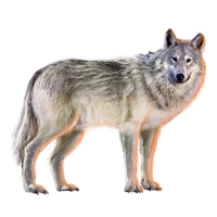 Bernard's Wolf | Mafia Wars Wiki | Fandom