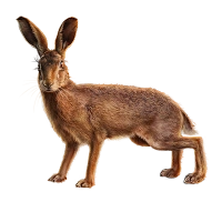 Brown Hare | Mafia Wars Wiki | Fandom