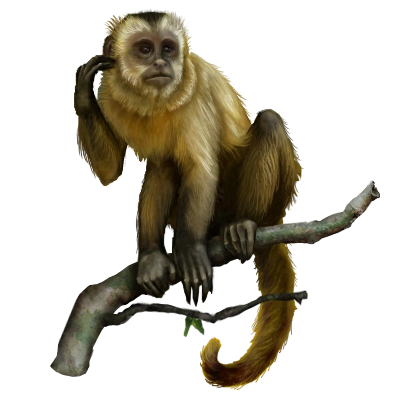 Scimmia | Mafia Wars Wiki | Fandom