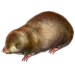 Giant Golden Mole | Mafia Wars Wiki | Fandom