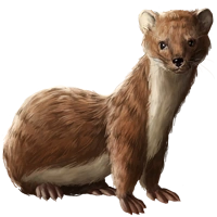Weasel | Mafia Wars Wiki | Fandom