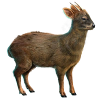 Southern Pudu | Mafia Wars Wiki | Fandom