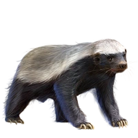 Honey Badger | Mafia Wars Wiki | Fandom