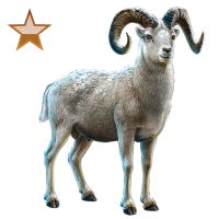 Dall Sheep | Mafia Wars Wiki | Fandom