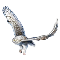 Snowy Owl | Mafia Wars Wiki | Fandom