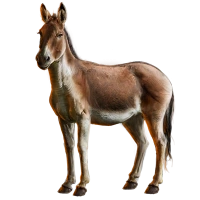 Kiang | Mafia Wars Wiki | Fandom