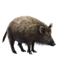 Sardinian Wild Boar | Mafia Wars Wiki | Fandom