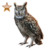Spotted Eagle Owl | Mafia Wars Wiki | Fandom