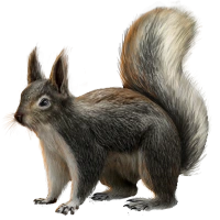 Abert's Squirrel | Mafia Wars Wiki | Fandom