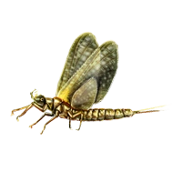 May Fly | Mafia Wars Wiki | Fandom
