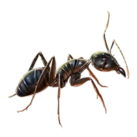 Malaysian Exploding Ant | Mafia Wars Wiki | Fandom