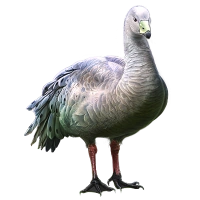 Cape Barren Goose | Mafia Wars Wiki | Fandom