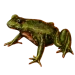 Fire-bellied Toad | Mafia Wars Wiki | Fandom