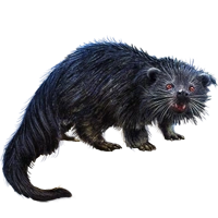 Binturong | Mafia Wars Wiki | Fandom