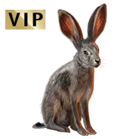 Jackrabbit | Mafia Wars Wiki | Fandom