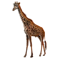 Maasai Giraffe | Mafia Wars Wiki | Fandom