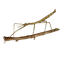 Giant Walking Stick | Mafia Wars Wiki | Fandom