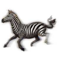 Zebra | Mafia Wars Wiki | Fandom