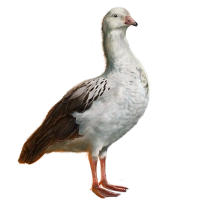 Andean Goose | Mafia Wars Wiki | Fandom