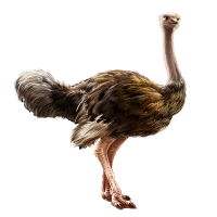 African Ostrich | Mafia Wars Wiki | Fandom