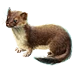 Stoat | Mafia Wars Wiki | Fandom