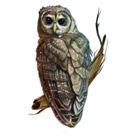 Night Owl | Mafia Wars Wiki | Fandom