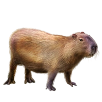 Capybara | Mafia Wars Wiki | Fandom
