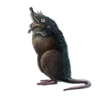Sao Tome Shrew | Mafia Wars Wiki | Fandom