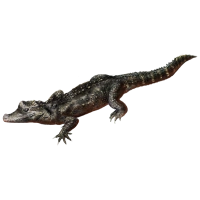 Dwarf Crocodile | Mafia Wars Wiki | Fandom