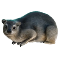 Hyrax | Mafia Wars Wiki | Fandom