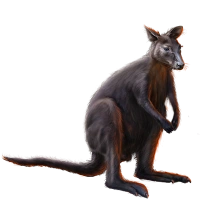 Black Wallaroo | Mafia Wars Wiki | Fandom