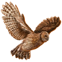 Tawny Owl | Mafia Wars Wiki | Fandom
