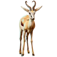 Chinkara Deer | Mafia Wars Wiki | Fandom