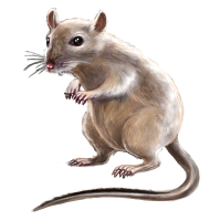 Shaw's Jird | Mafia Wars Wiki | Fandom