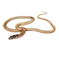 Excitable Delma | Mafia Wars Wiki | Fandom