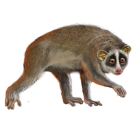 Slender Loris | Mafia Wars Wiki | Fandom