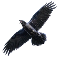 Raven | Mafia Wars Wiki | Fandom