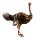African Ostrich | Mafia Wars Wiki | Fandom