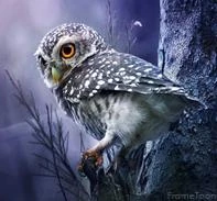 Clans/Hell Owls | Mafia Wars Wiki | Fandom